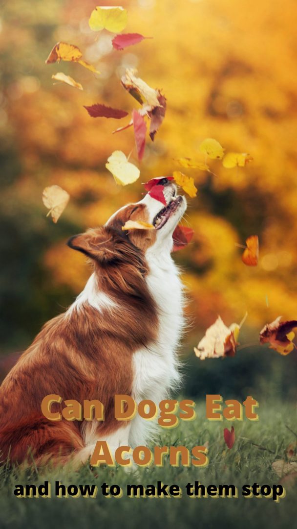 Can Dogs Eat Acorns And How To Make Them Stop - My Brown Newfies