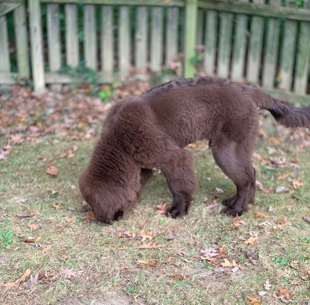 Can Dogs Eat Acorns And How To Make Them Stop - My Brown Newfies