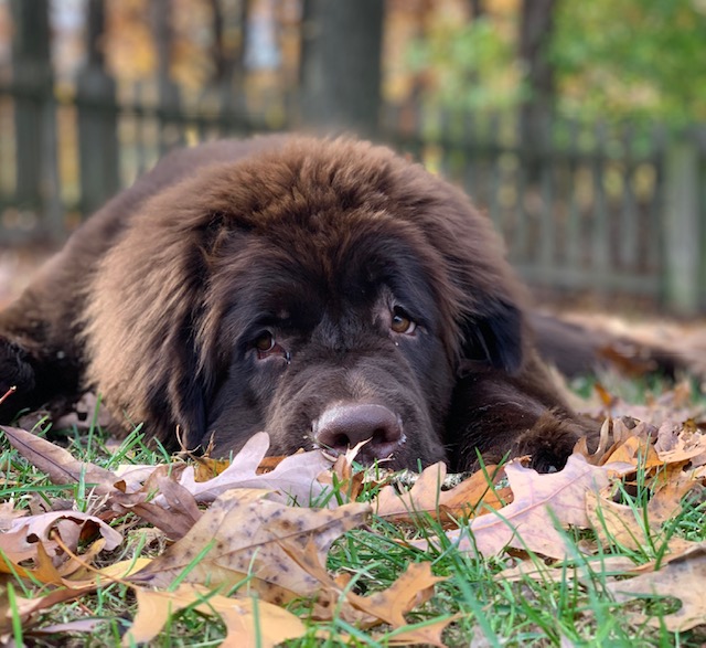 Can Dogs Eat Acorns And How To Make Them Stop - My Brown Newfies