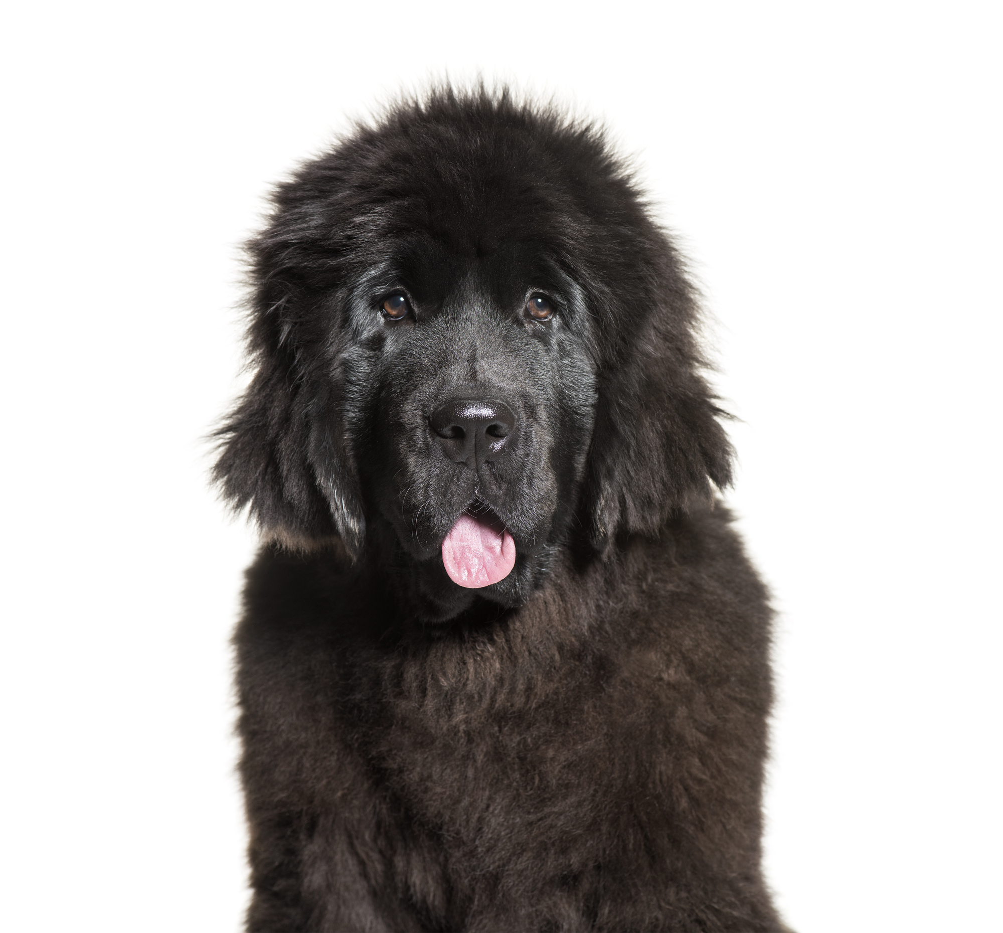 Meet Your Adolescent Newfie Puppy - My Brown Newfies