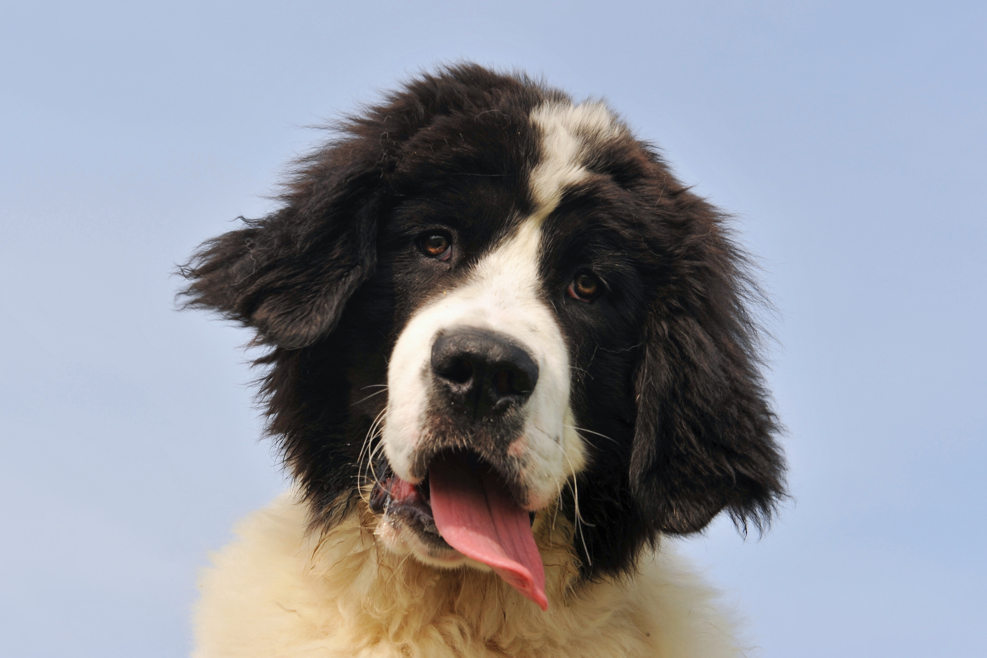 10 Tips When Searching For A Newfoundland Dog Breeder - My Brown ...