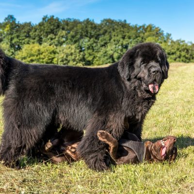 Meet Your Adolescent Newfie Puppy - My Brown Newfies