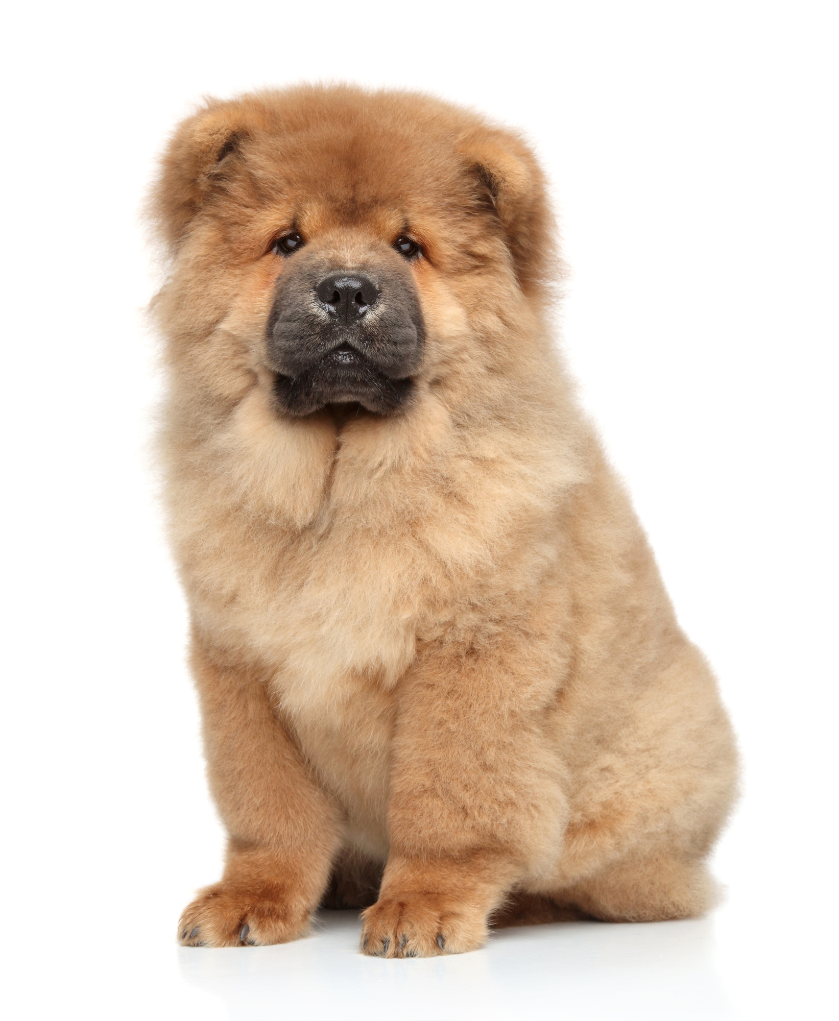 14 Dog Breeds That Never Stop Shedding - My Brown Newfies