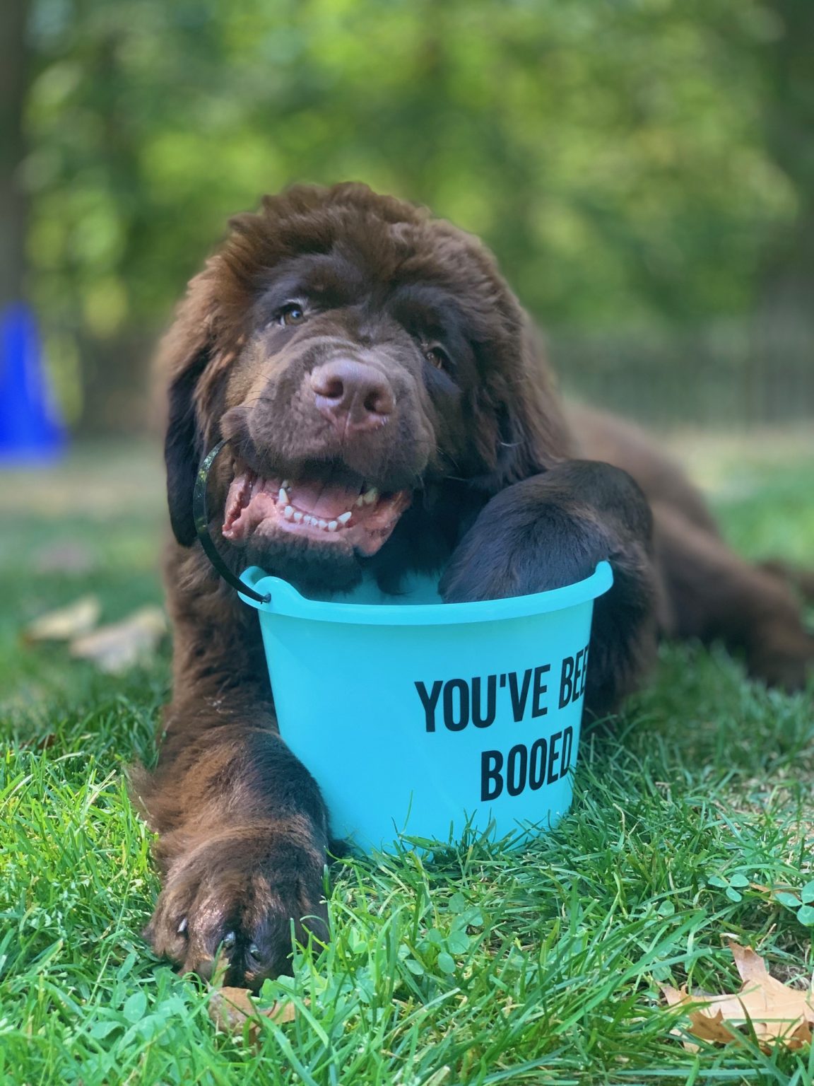 Meet Your Adolescent Newfie Puppy - My Brown Newfies