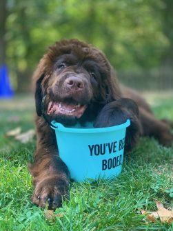 Meet Your Adolescent Newfie Puppy - My Brown Newfies