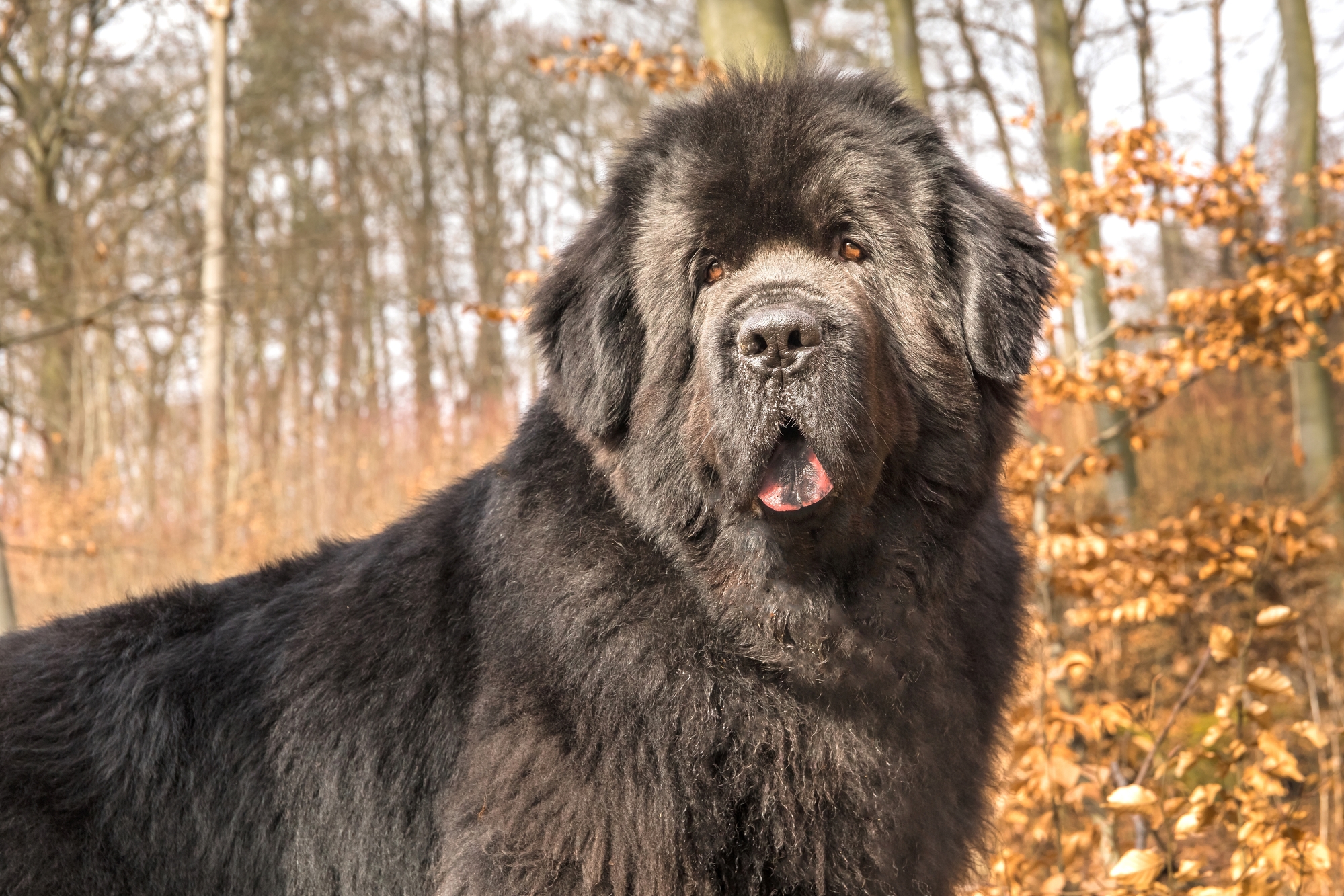 Important Information, Facts and Traits About The Newfoundland Dog ...