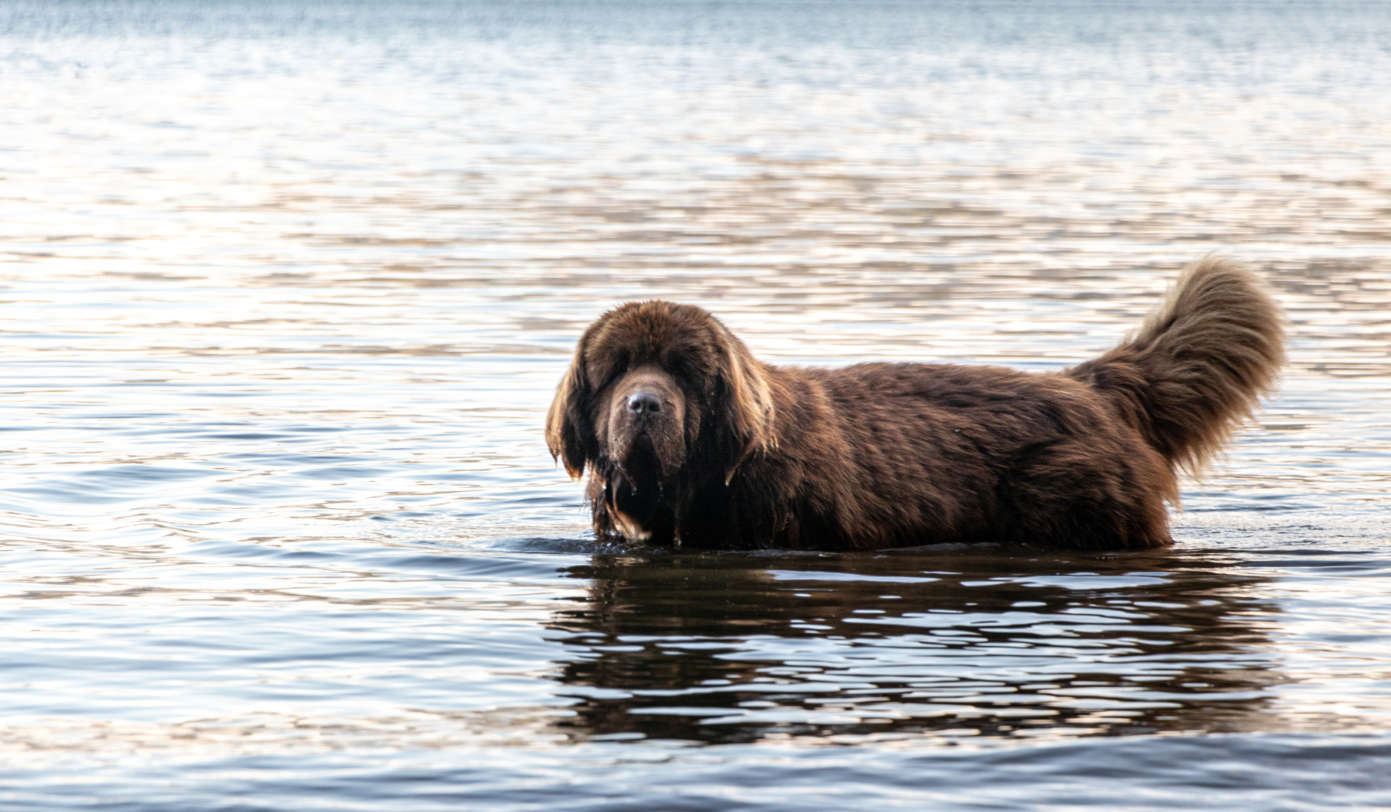 21 Types Of People That Should Never Own A Newfoundland - My Brown Newfies