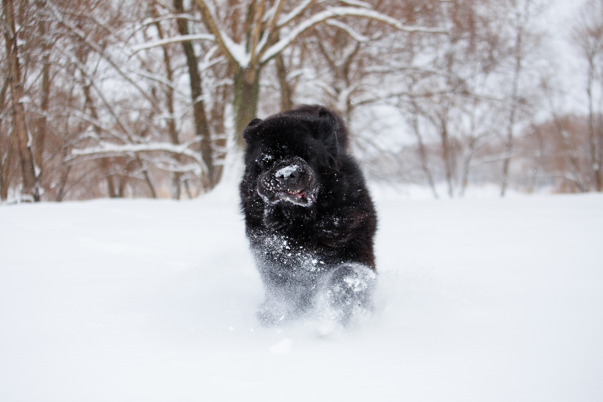 Important Information, Facts and Traits About The Newfoundland Dog ...