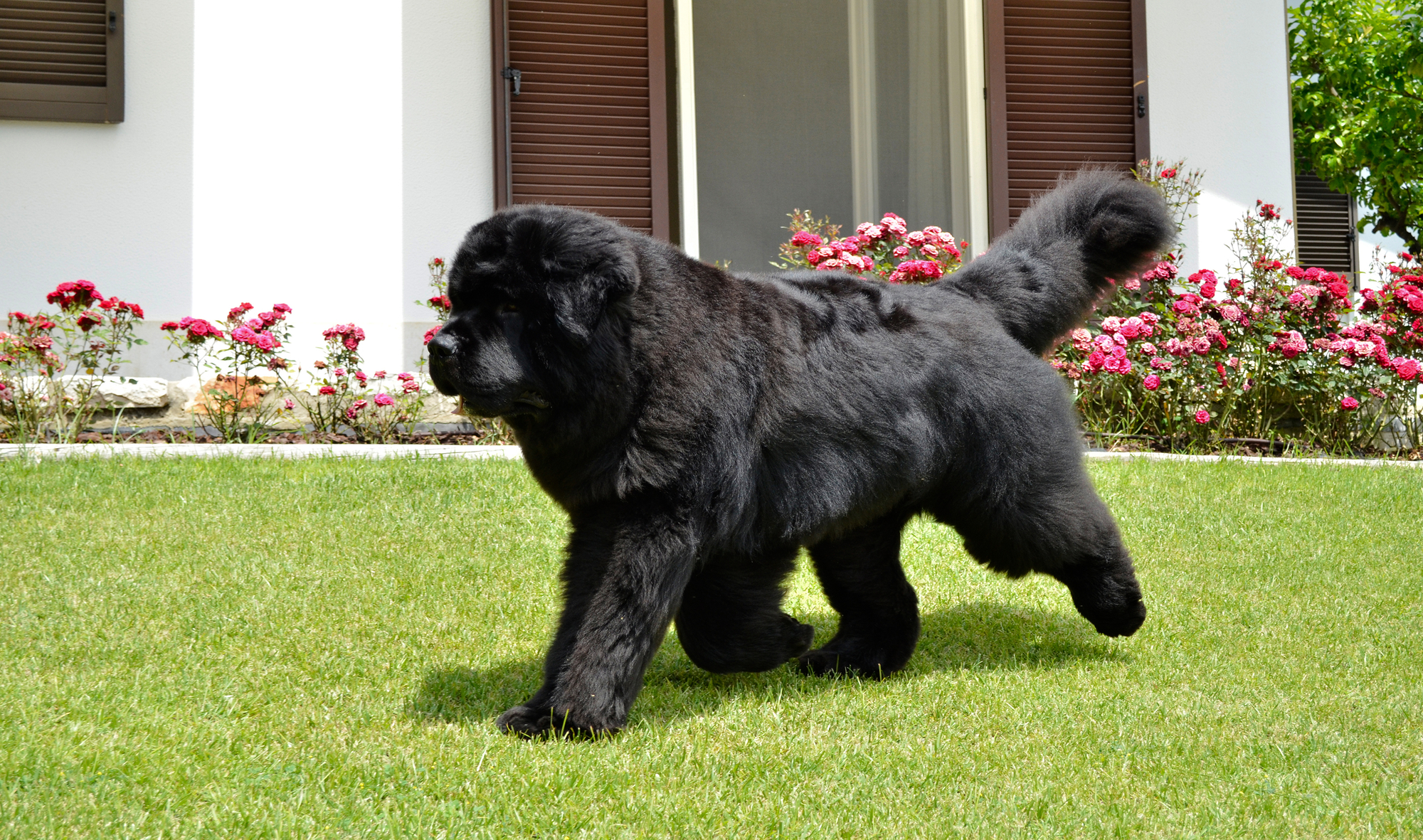 Average Lifespan Of A Healthy Newfoundland Dog - My Brown Newfies