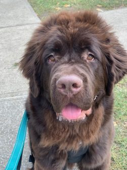 8-Month Newfie Puppy Check In - My Brown Newfies