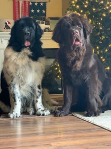 8-Month Newfie Puppy Check In - My Brown Newfies
