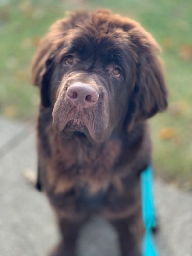 8-Month Newfie Puppy Check In - My Brown Newfies