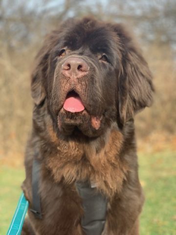 8-Month Newfie Puppy Check In - My Brown Newfies