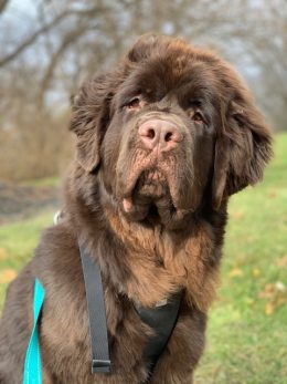 8-Month Newfie Puppy Check In - My Brown Newfies