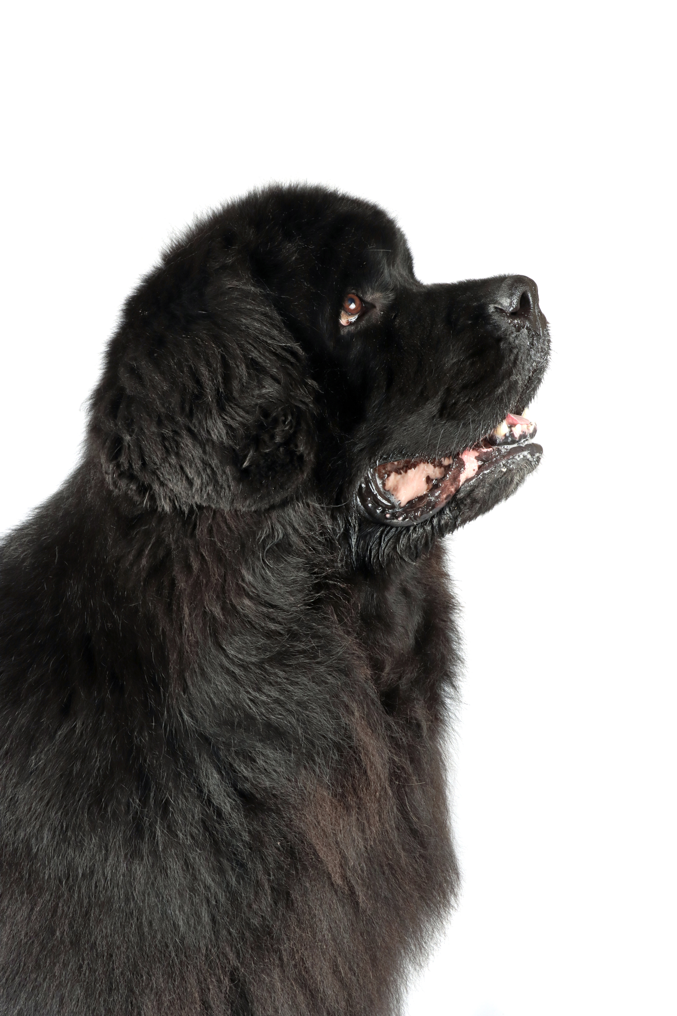 Warning Signs That Your Newfie Is Overweight - My Brown Newfies