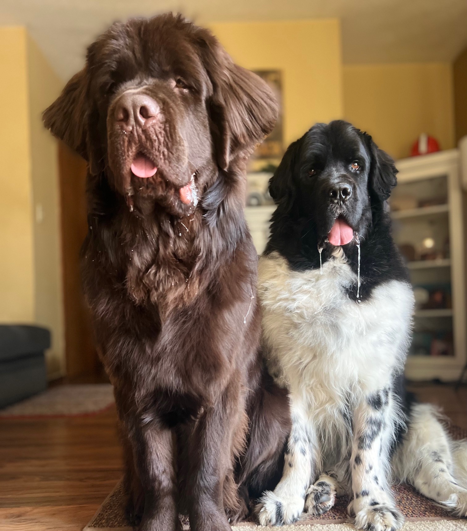 Two Purebred Newfoundlands Bred By 2 Different Types Of Breeders - My ...