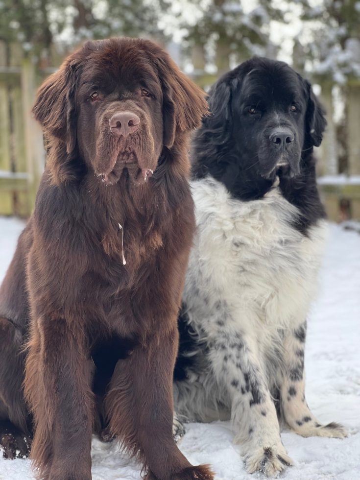 So You Think You Want A Newfoundland. Here's 9 Things You Should Know - My Brown Newfies