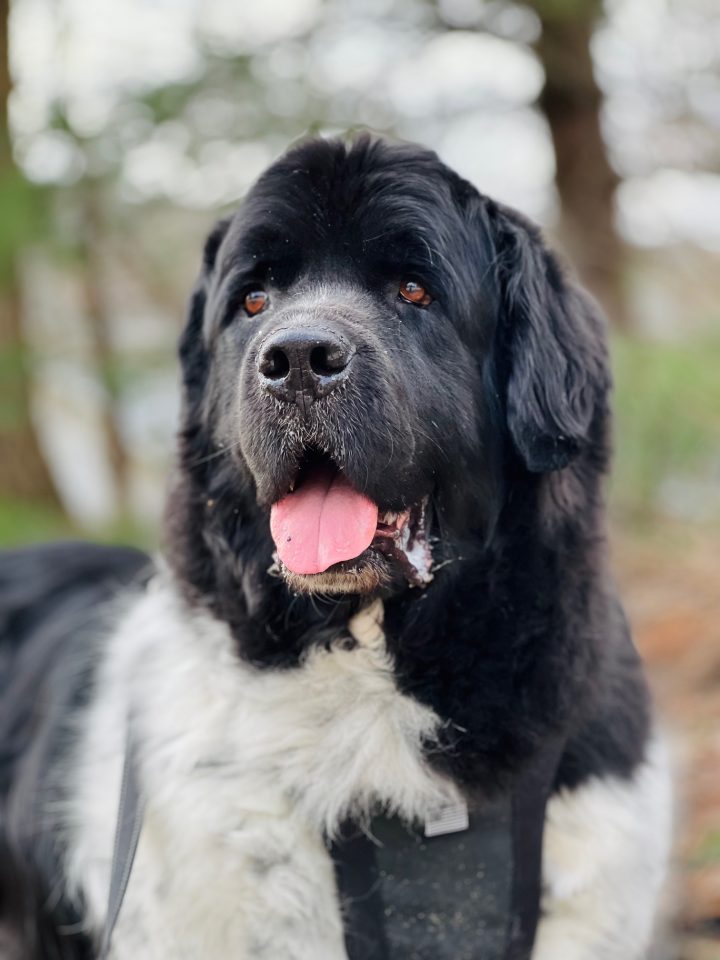 So You Think You Want A Newfoundland. Here's 9 Things You Should Know ...