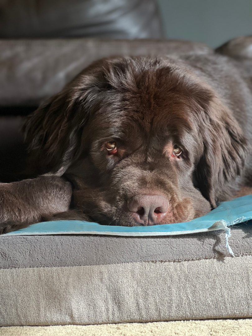 10 Tips For Training Your Newfoundland Dog - My Brown Newfies