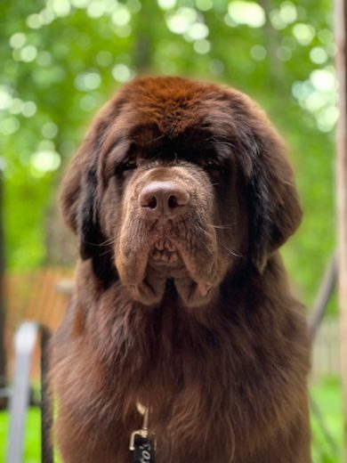Simple Tricks To Make Giving Your Newfie a Bath Easier and Quicker - My ...