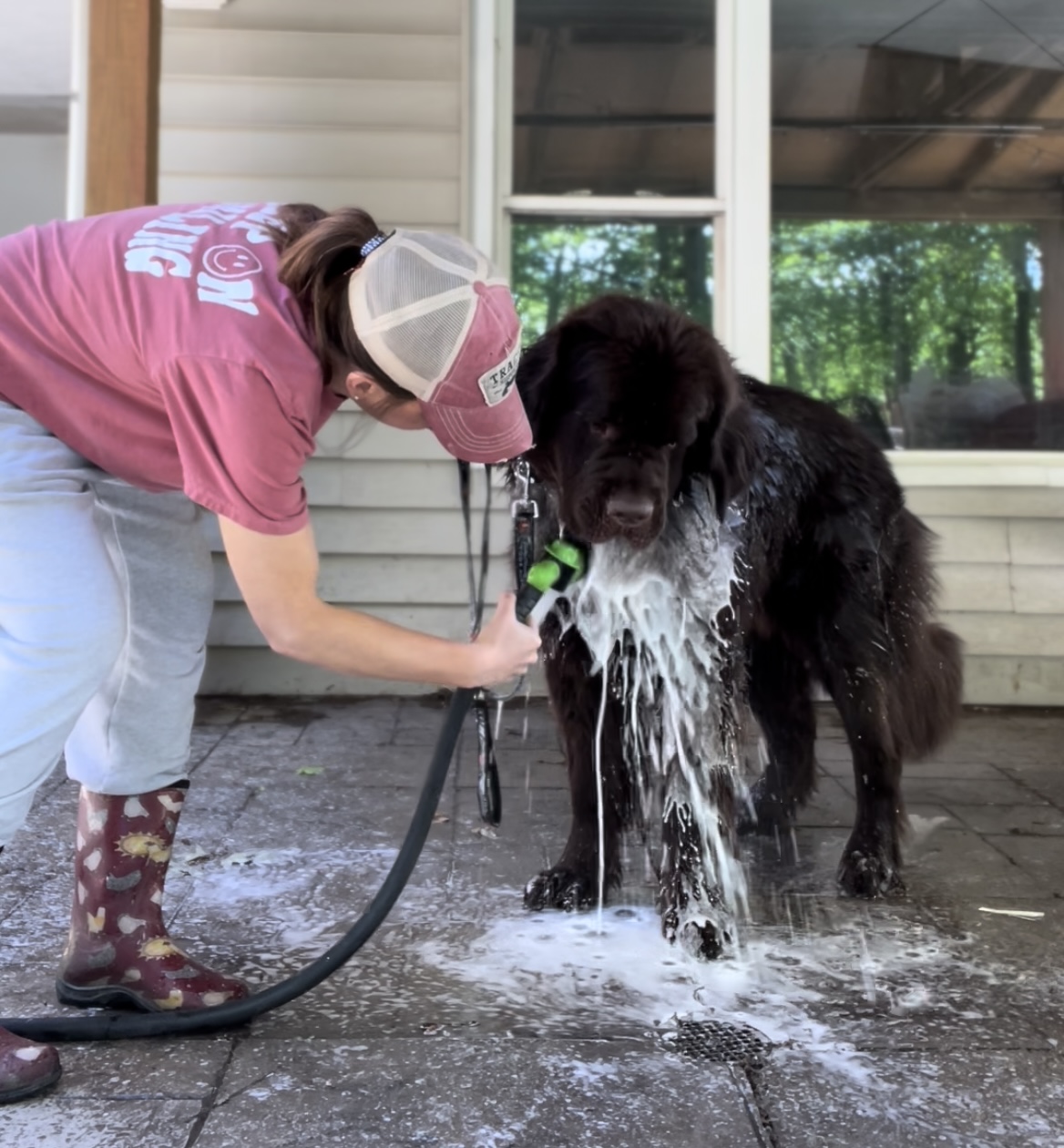 Beginners Guide To Grooming Your Newfoundland At Home - My Brown Newfies