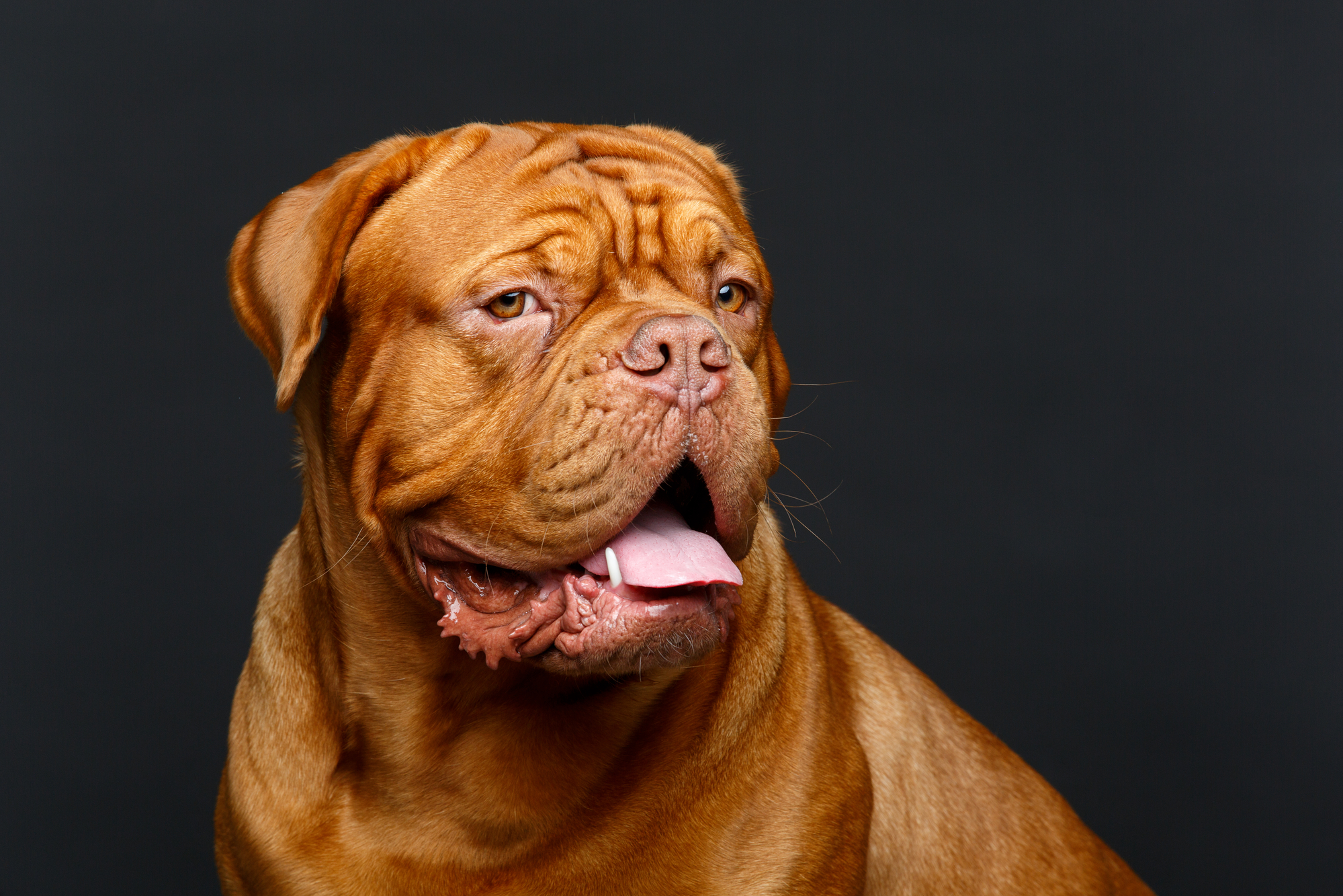 10 Iconic Dog Breeds That Drool The Most - My Brown Newfies