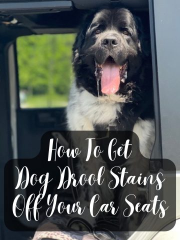 How To Get Dog Drool Stains Off Your Car Seats - My Brown Newfies