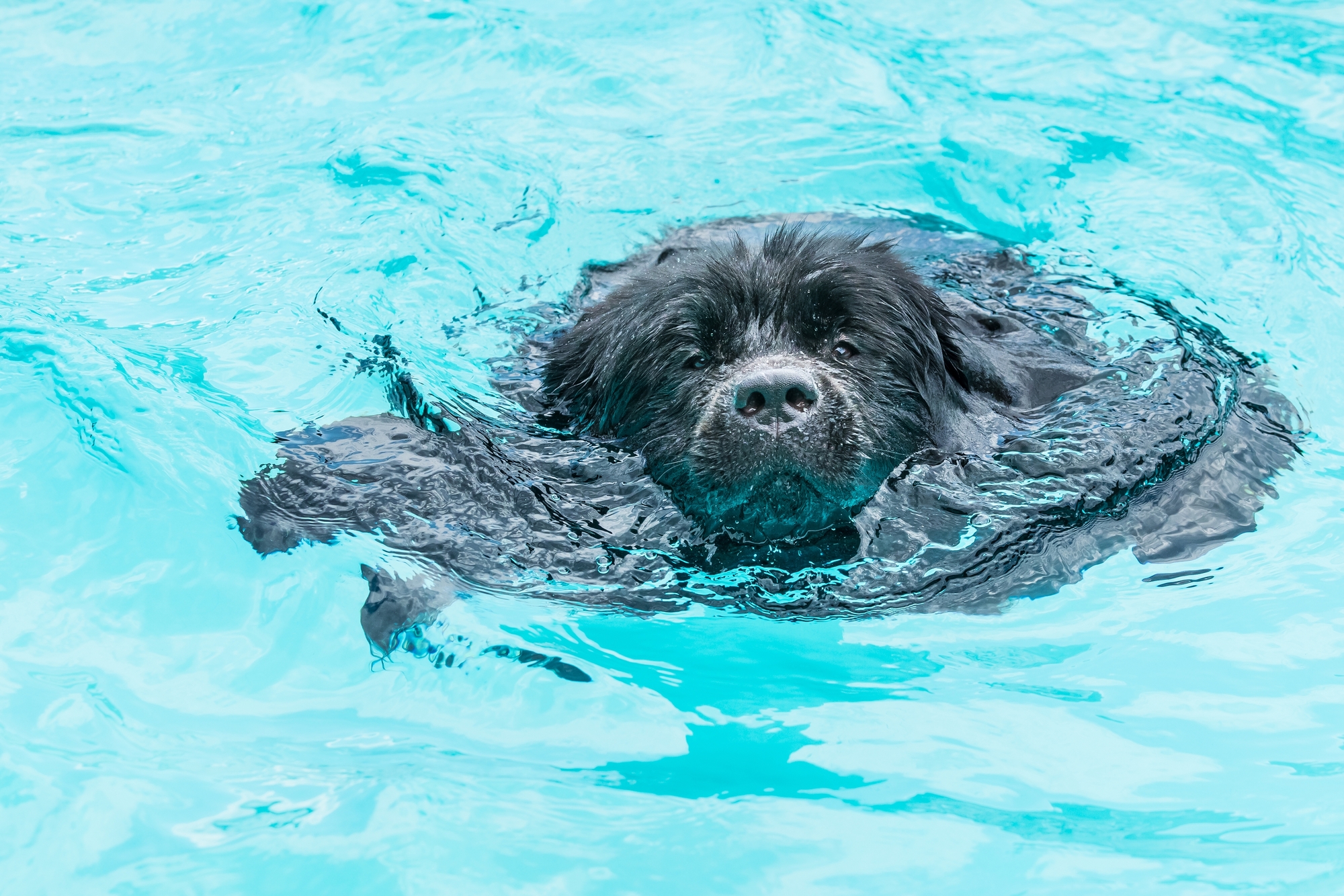 5 Reasons Why Your Dog's Coat Keeps Matting ( and how you can stop it ...