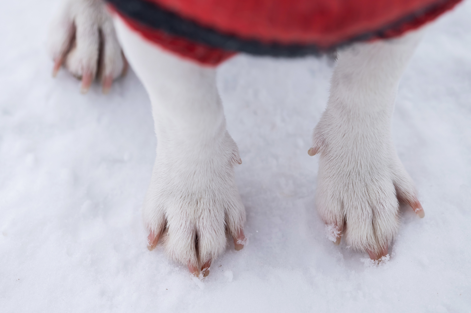 Useful Tips To Keep Your Dog's Paws and Skin Healthy In The Winter - My Brown Newfies