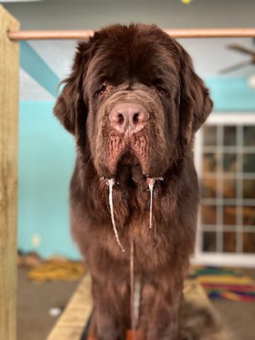 5 Reasons Why Your Dog's Coat Keeps Matting ( and how you can stop it ...