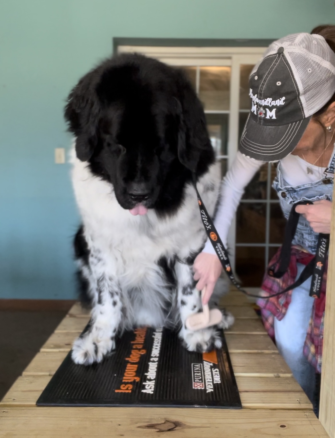 Tips When Trimming The Hair On Your Newfoundland's Paws - My Brown Newfies