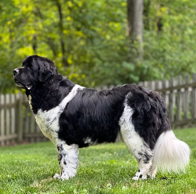 What Is Newfie Neck? - My Brown Newfies