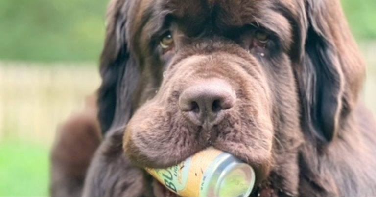My Brown Newfies - My Brown Newfies