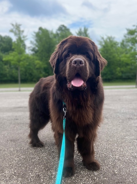 8 Realities Of Walking A Big Dog - My Brown Newfies