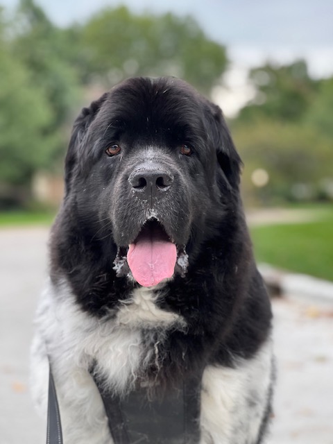 8 Realities Of Walking A Big Dog - My Brown Newfies