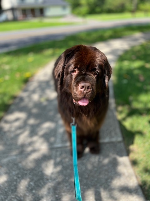 8 Realities Of Walking A Big Dog - My Brown Newfies