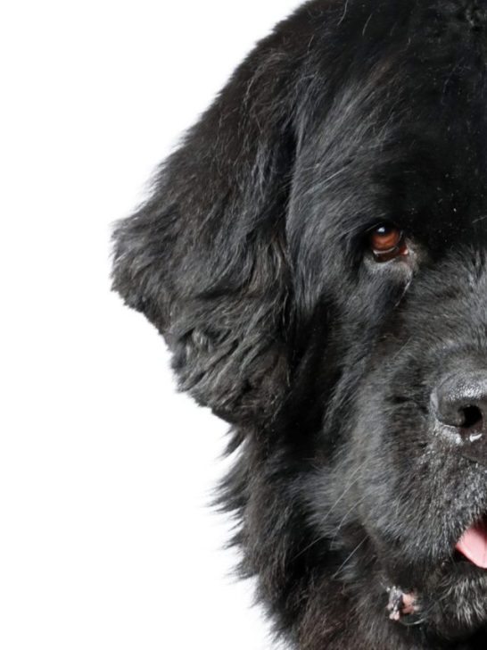 The Lazy Newfoundland. Don't Let The Headlines Fool You. - My Brown Newfies