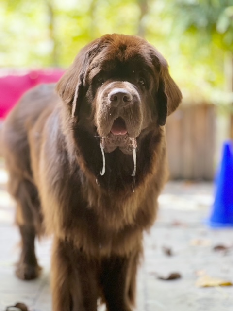 8 Problems Only Newfoundland Owners Will Understand - My Brown Newfies
