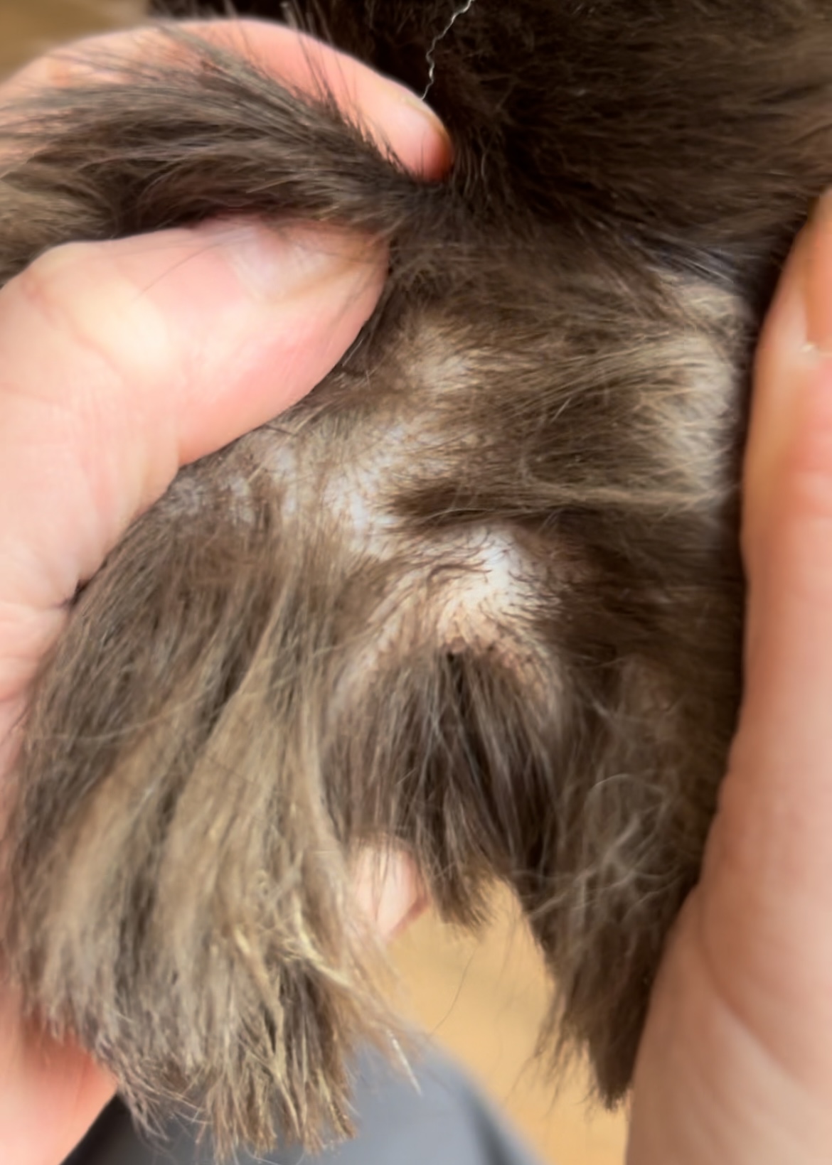 Toe-tally Fascinating Facts About Newfoundland Dog Paws - My Brown Newfies