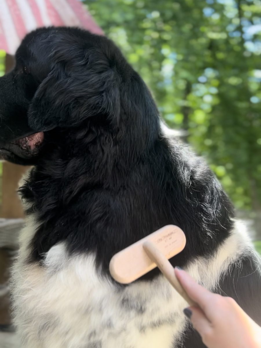 Helpful Tips When Brushing Your Double Coated Dog - My Brown Newfies